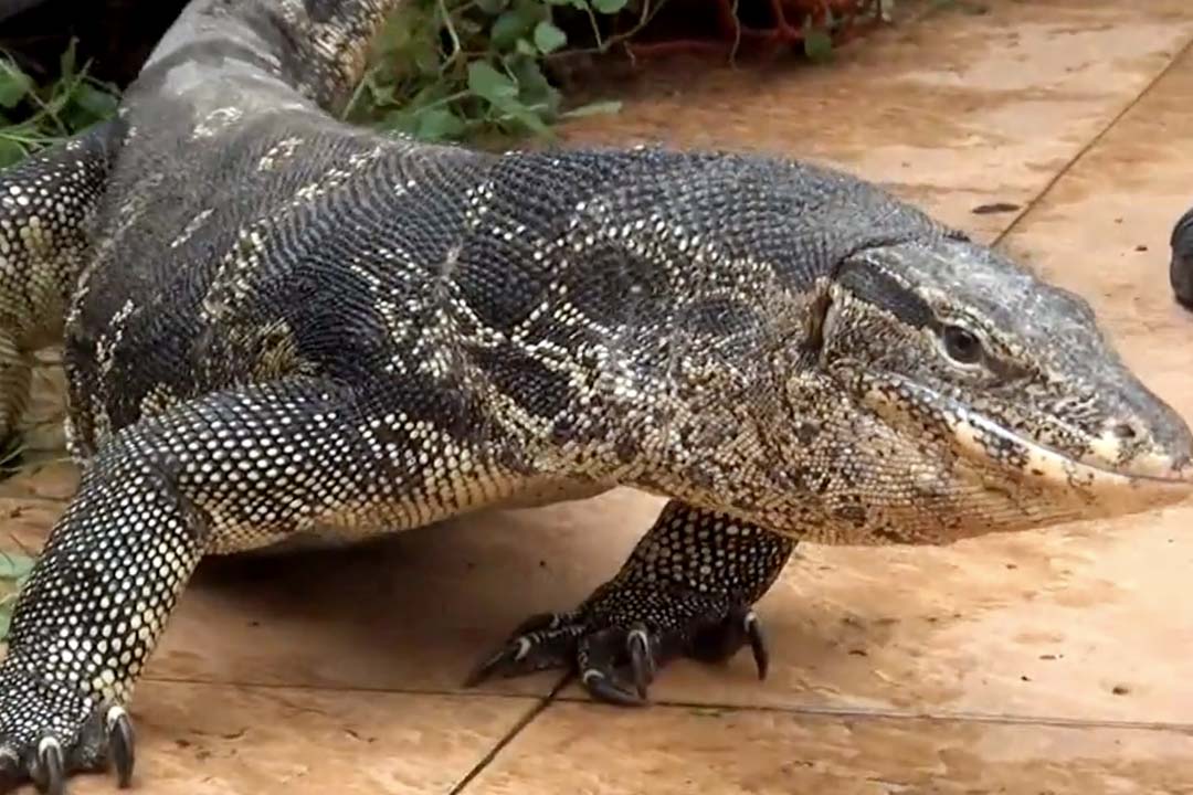 ทำนายฝัน ฝันเห็นตัวเงินตัวทอง จะตีความได้เป็นเลขอะไรบ้าง